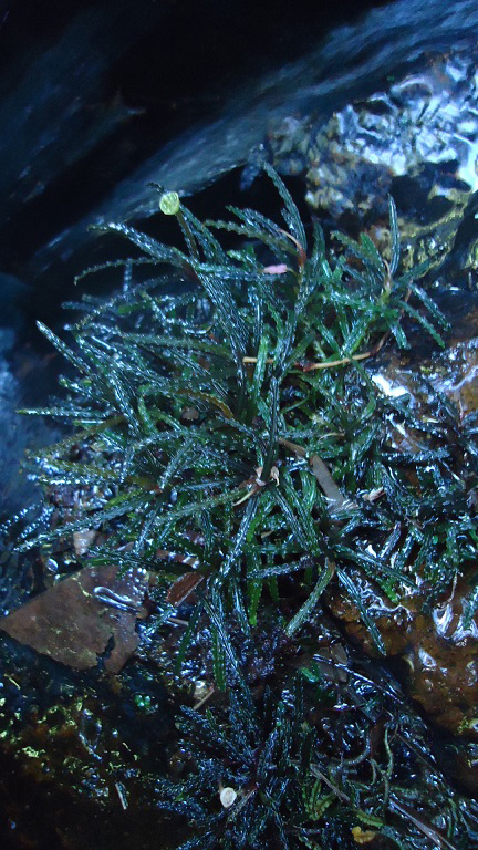 Bucephalandra | Aquarium and Pond Plants of the World E3