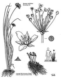 Butomus | Aquarium and Pond Plants of the World E3