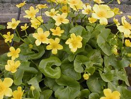 Caltha | Aquarium and Pond Plants of the World E3