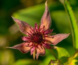 Comarum | Aquarium and Pond Plants of the World E3