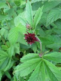 Comarum | Aquarium and Pond Plants of the World E3