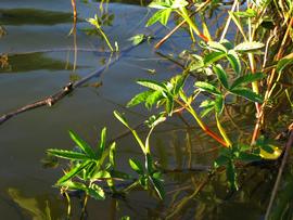 Comarum | Aquarium and Pond Plants of the World E3