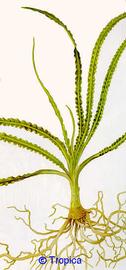 Crinum | Aquarium and Pond Plants of the World E3