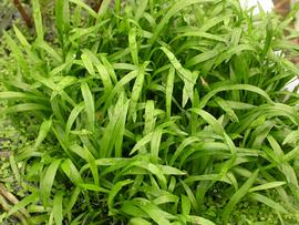 Lilaeopsis | Aquarium and Pond Plants of the World E3