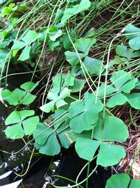 Marsilea | Aquarium and Pond Plants of the World E3