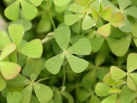 Marsilea | Aquarium and Pond Plants of the World E3
