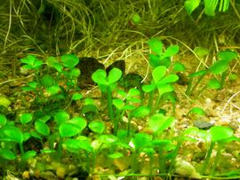 Marsilea | Aquarium and Pond Plants of the World E3