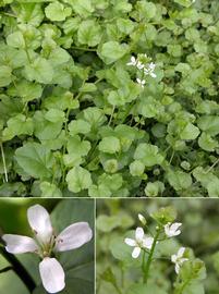 Cardamine | Aquarium and Pond Plants of the World E3