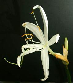 Crinum | Aquarium and Pond Plants of the World E3
