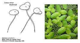 Lemna | Aquarium and Pond Plants of the World E3