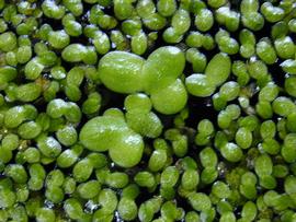 Lemna | Aquarium and Pond Plants of the World E3