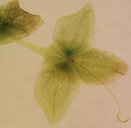 Lemna | Aquarium and Pond Plants of the World E3