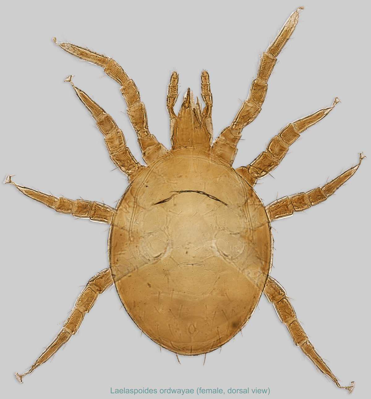 Laelaspoides | Bee Mite ID