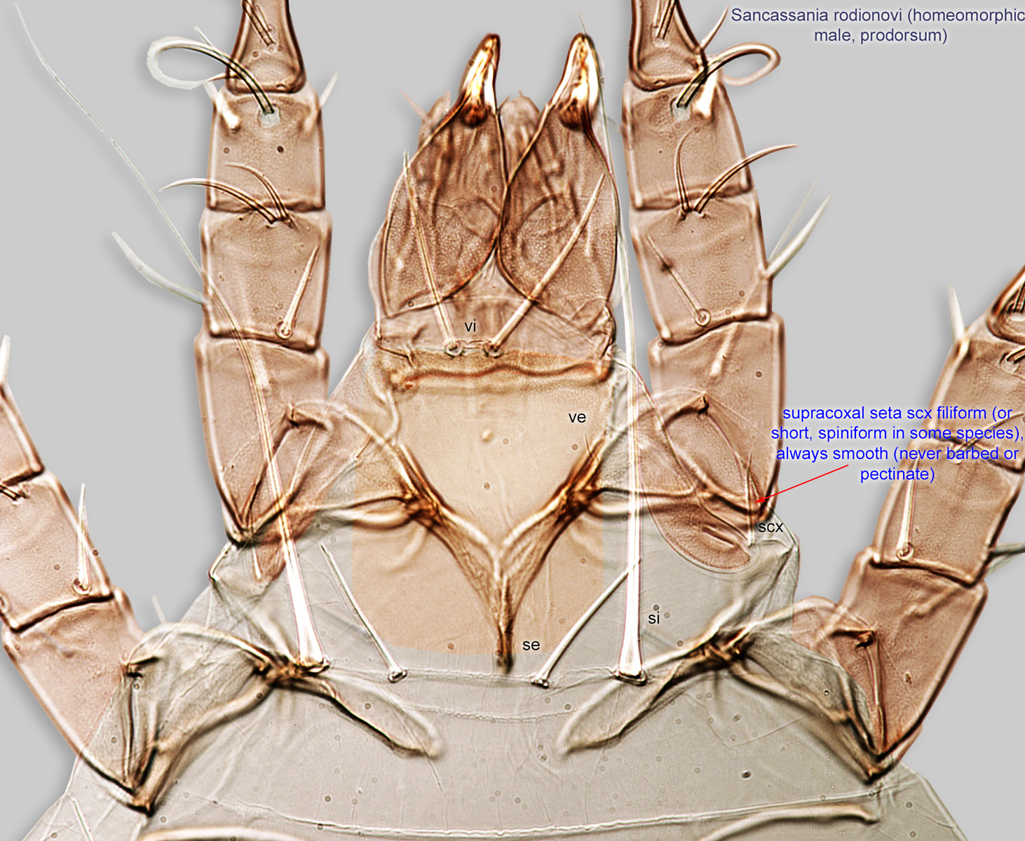 Sancassania | Bee Mite ID