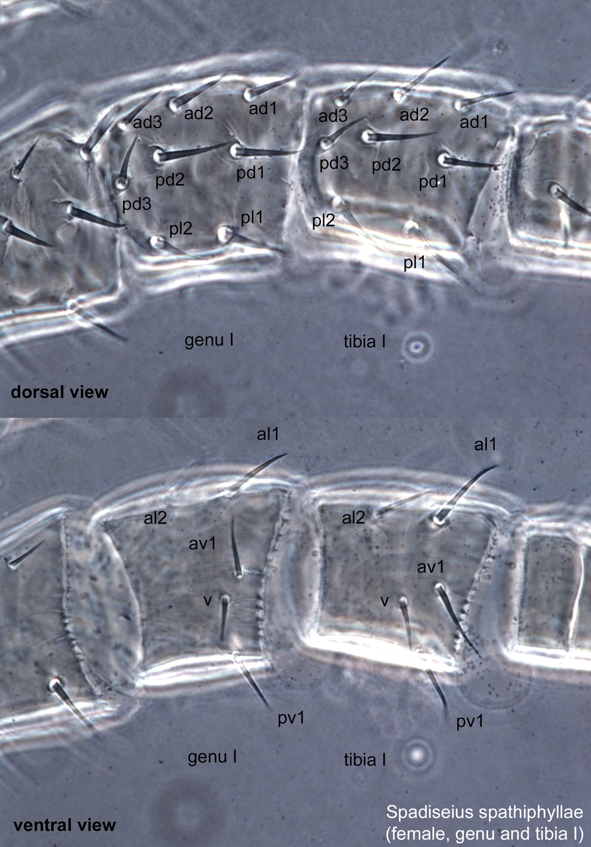 Spadiseius | Bee Mite ID
