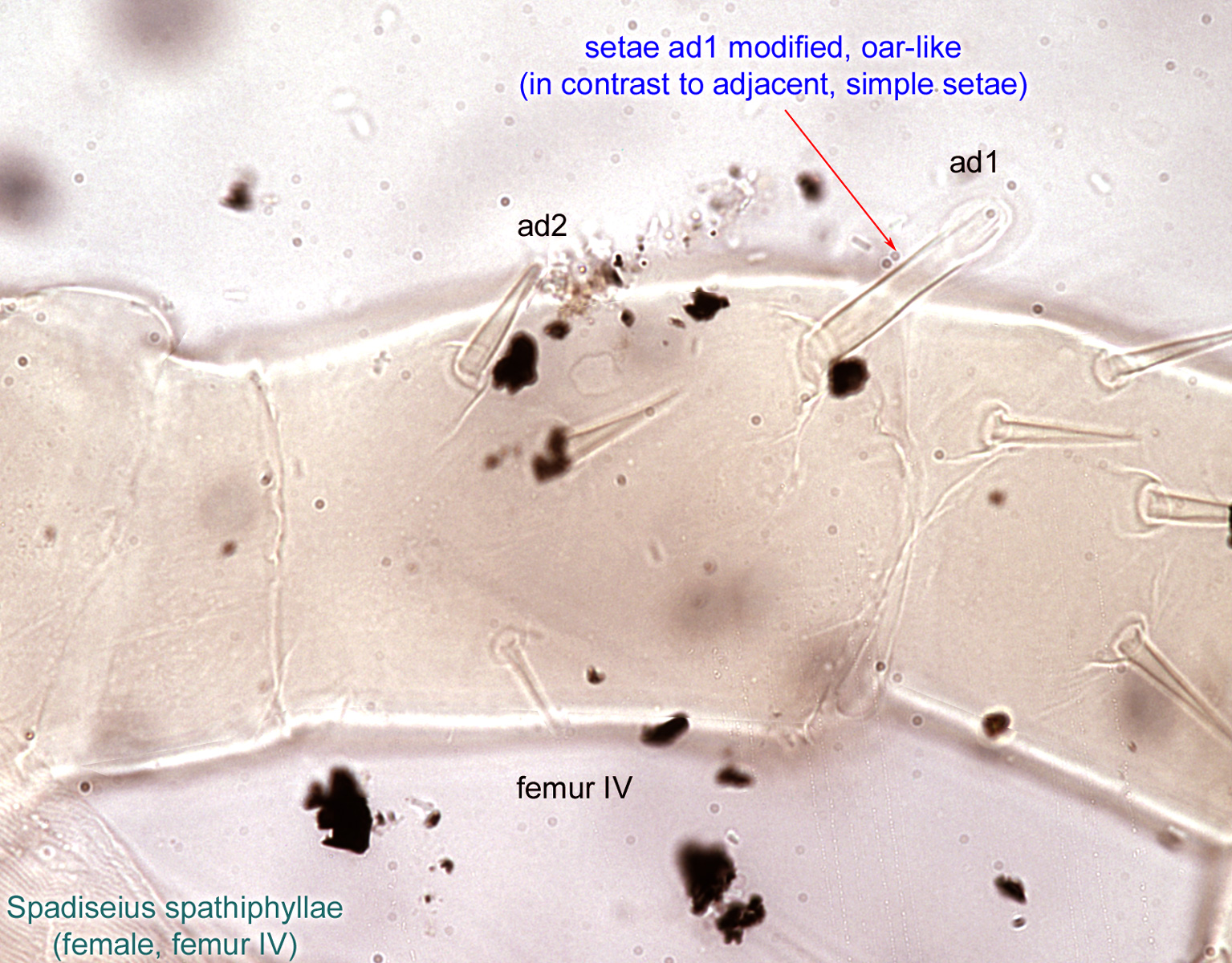 Spadiseius | Bee Mite ID