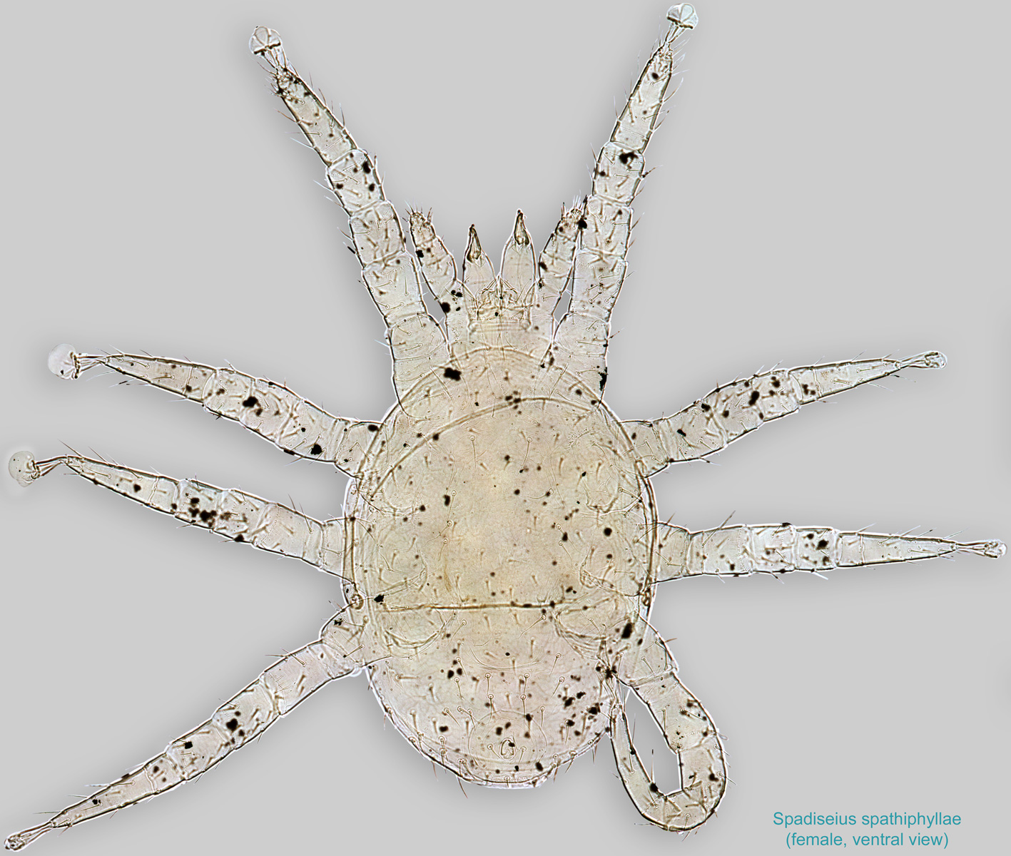 Spadiseius | Bee Mite ID