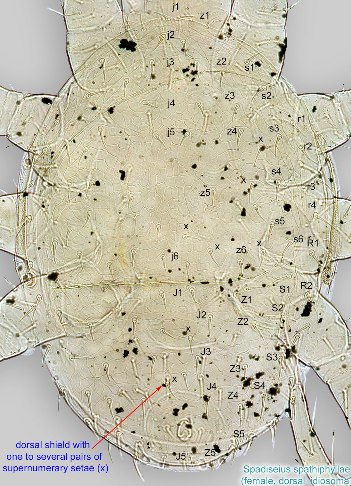 Spadiseius | Bee Mite ID