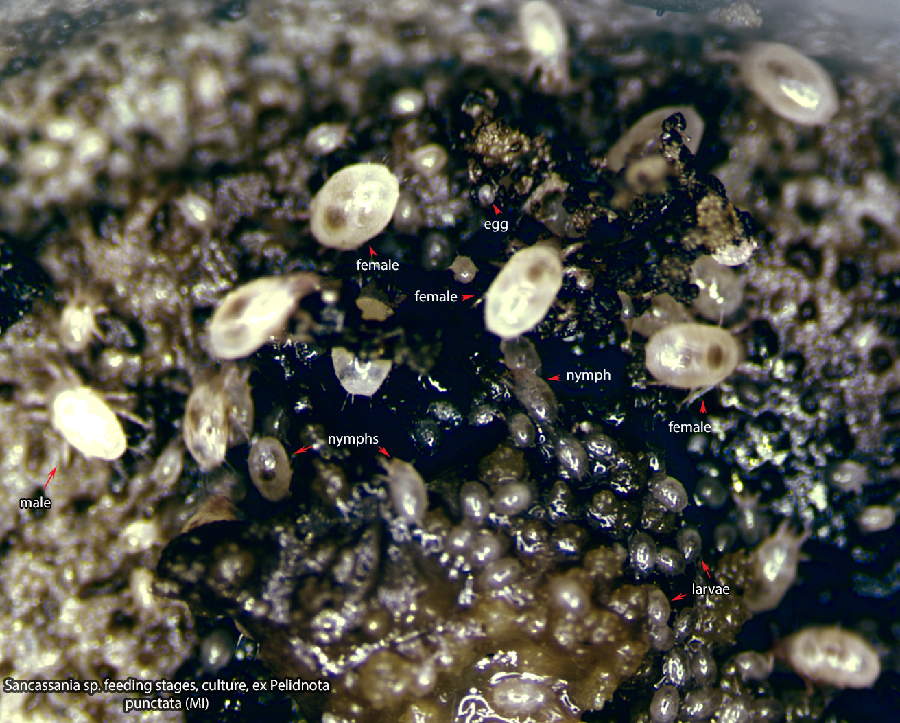 Sancassania | Bee Mite ID