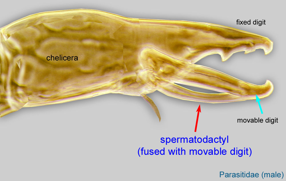 Mite morphology | Bee Mite ID