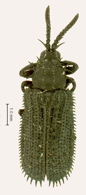 Gallery | Hispines of the world