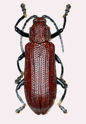 Anisodera Chevrolat 1836: 387 | Hispines of the world