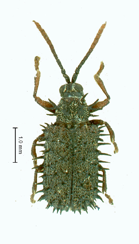 Dactylispa Weise 1897: 137 | Hispines of the world