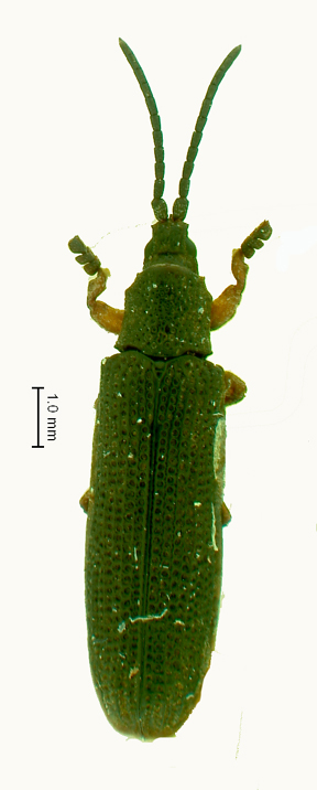 Plesispa Chapuis 1875: 290 | Hispines of the world