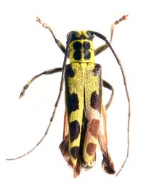 Saperda | CerambycID