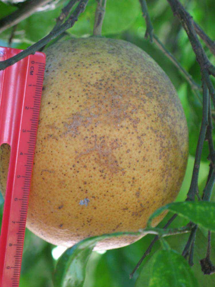 Ray Ruby | Citrus ID