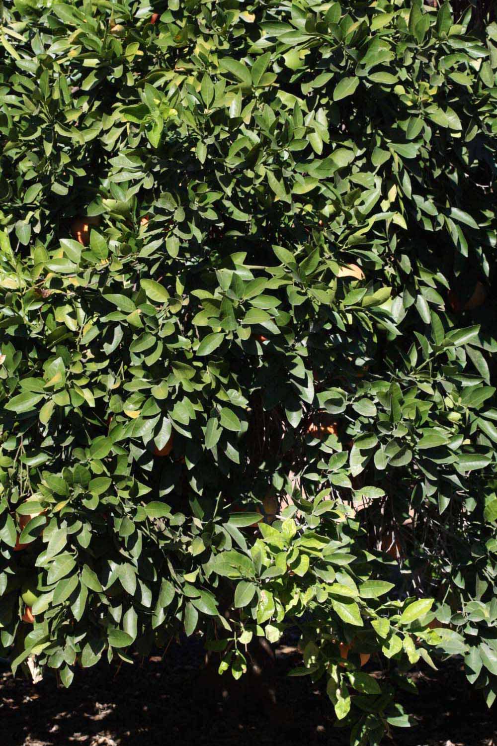 Ray Ruby | Citrus ID