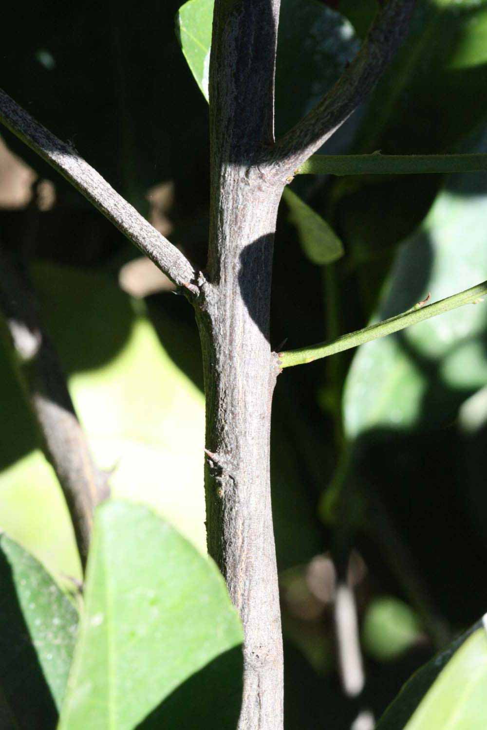 Ray Ruby | Citrus ID