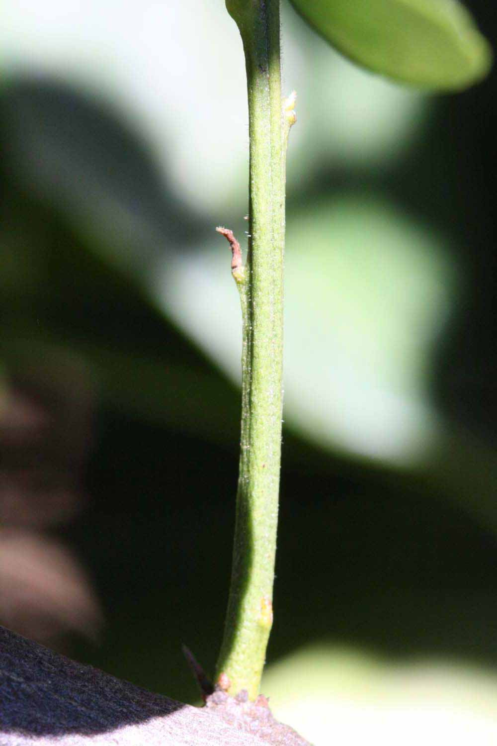 Ray Ruby | Citrus ID