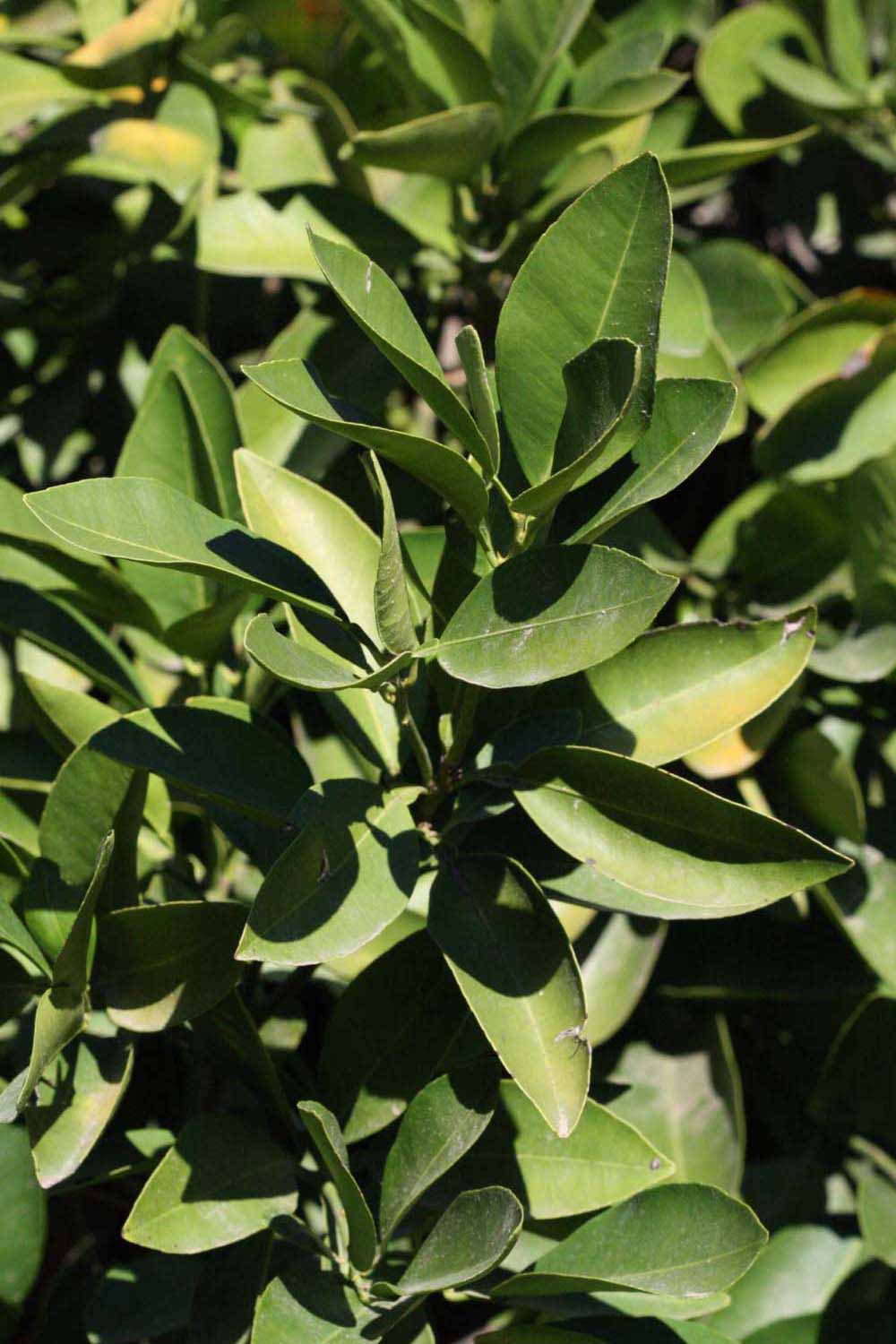 Ray Ruby | Citrus ID