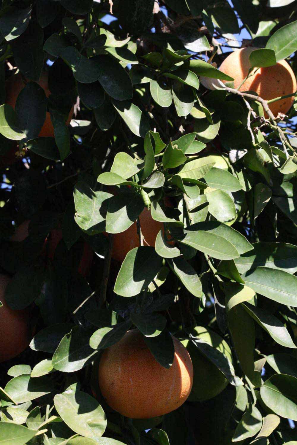 Ray Ruby | Citrus ID