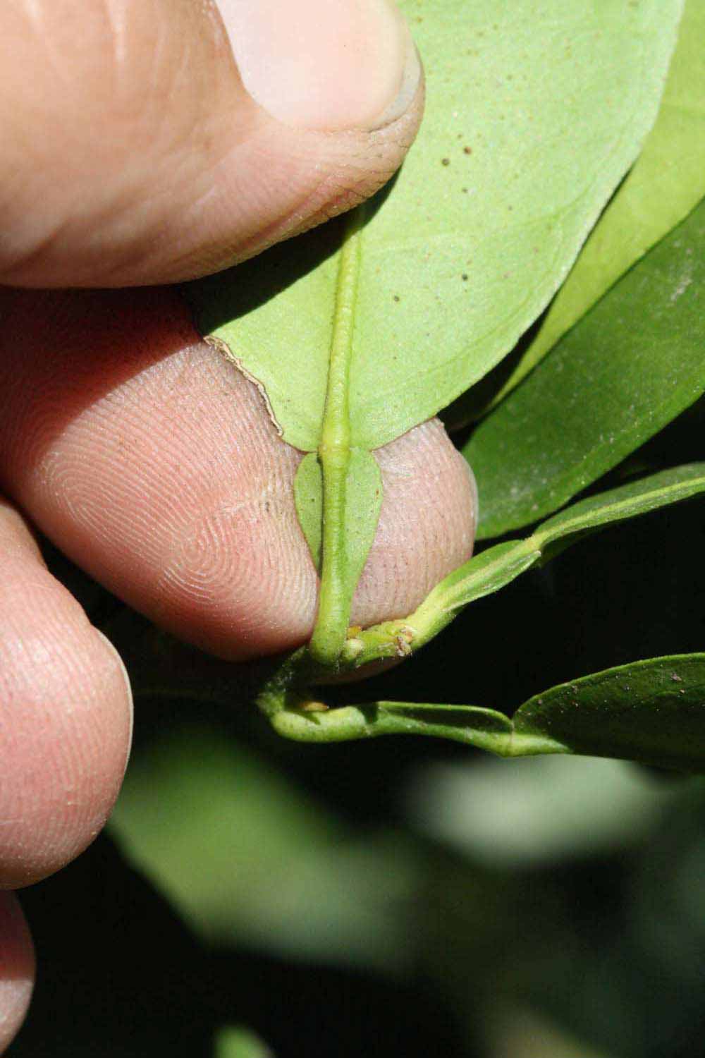 Ray Ruby | Citrus ID