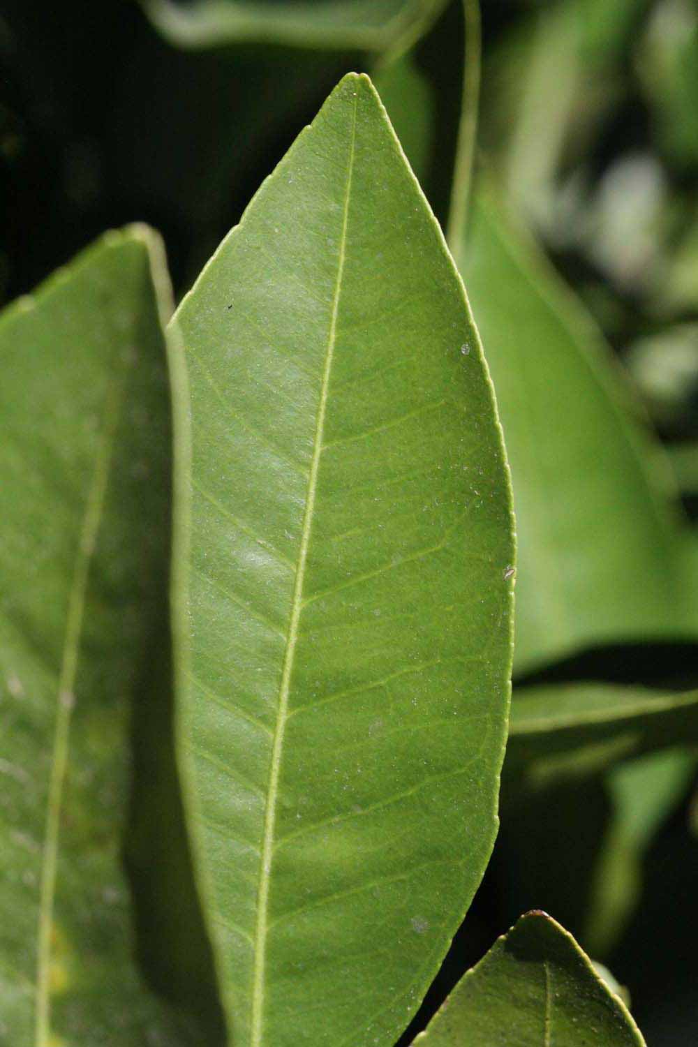 Ray Ruby | Citrus ID