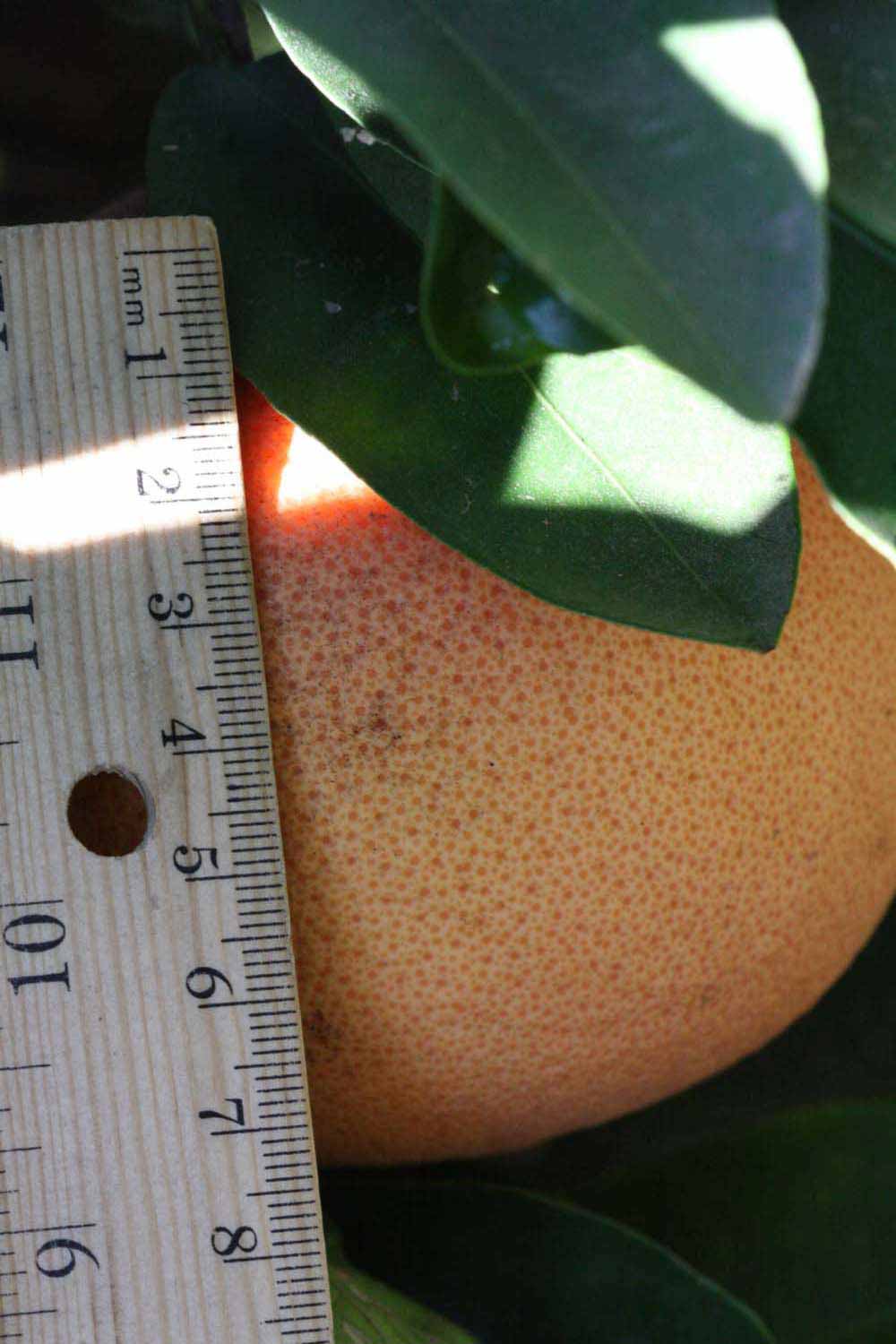 Ray Ruby | Citrus ID