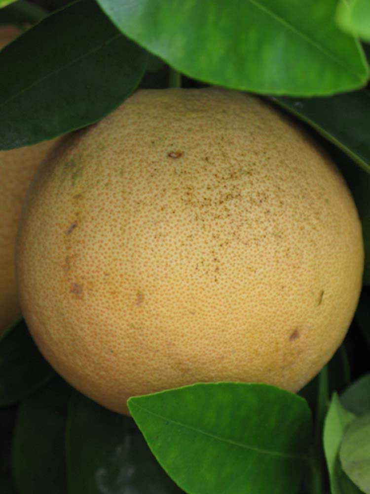 Ray Ruby | Citrus ID