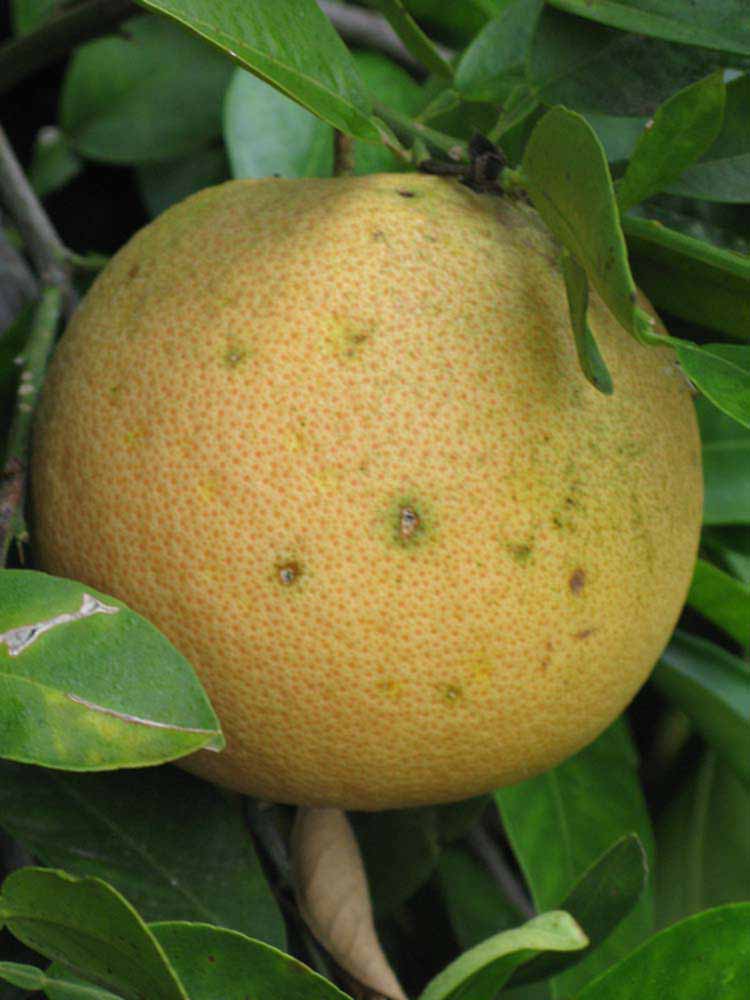 Ray Ruby | Citrus ID