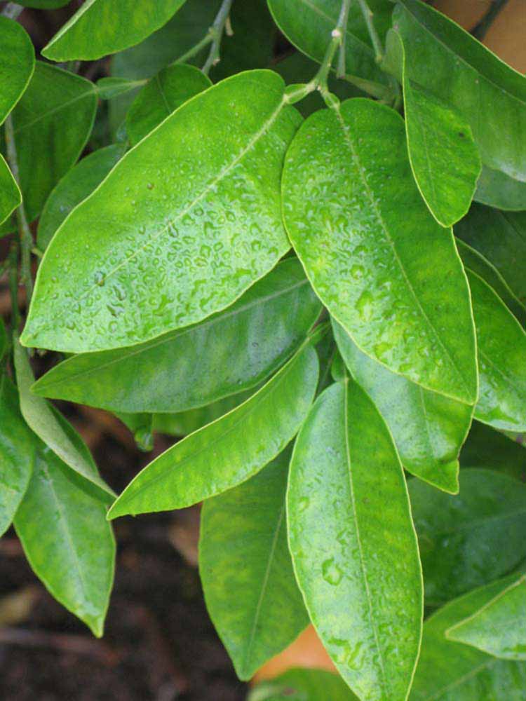 Ray Ruby | Citrus ID