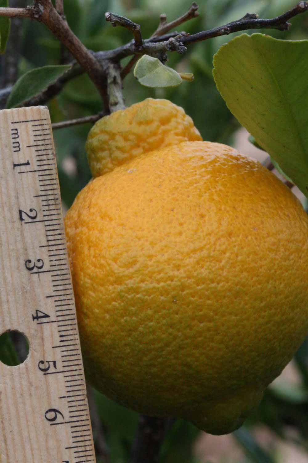 Shiranui | Citrus ID