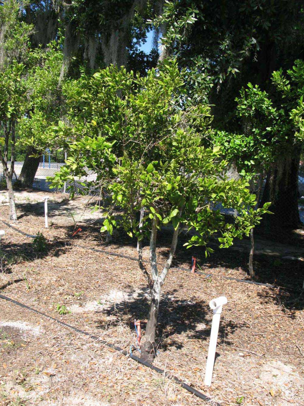 Shiranui | Citrus ID