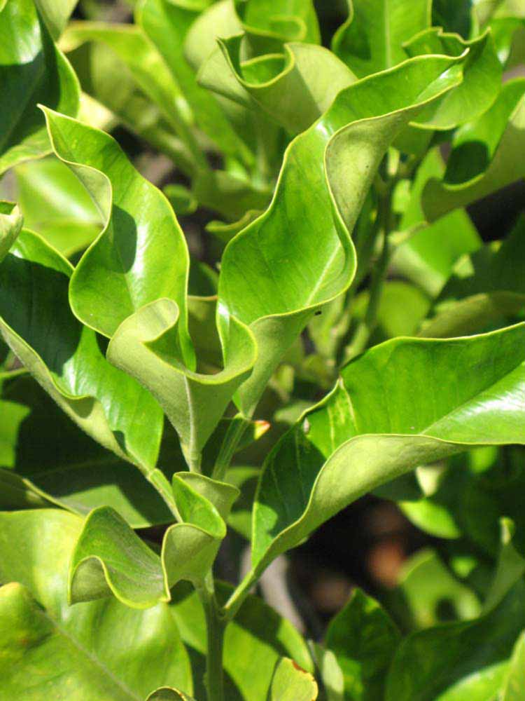 Siamese Sweet | Citrus ID