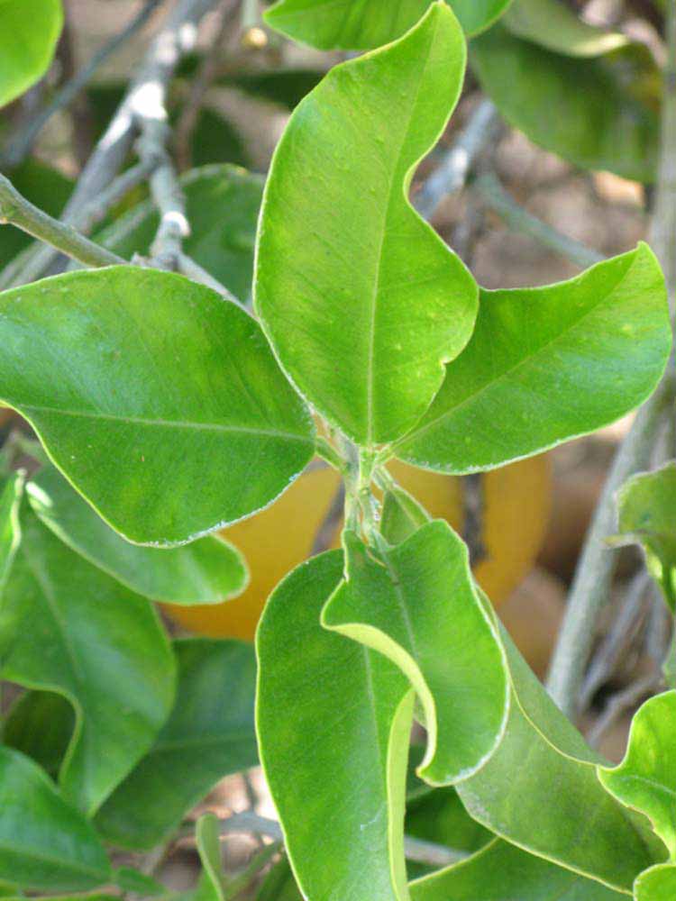 Siamese Sweet | Citrus ID