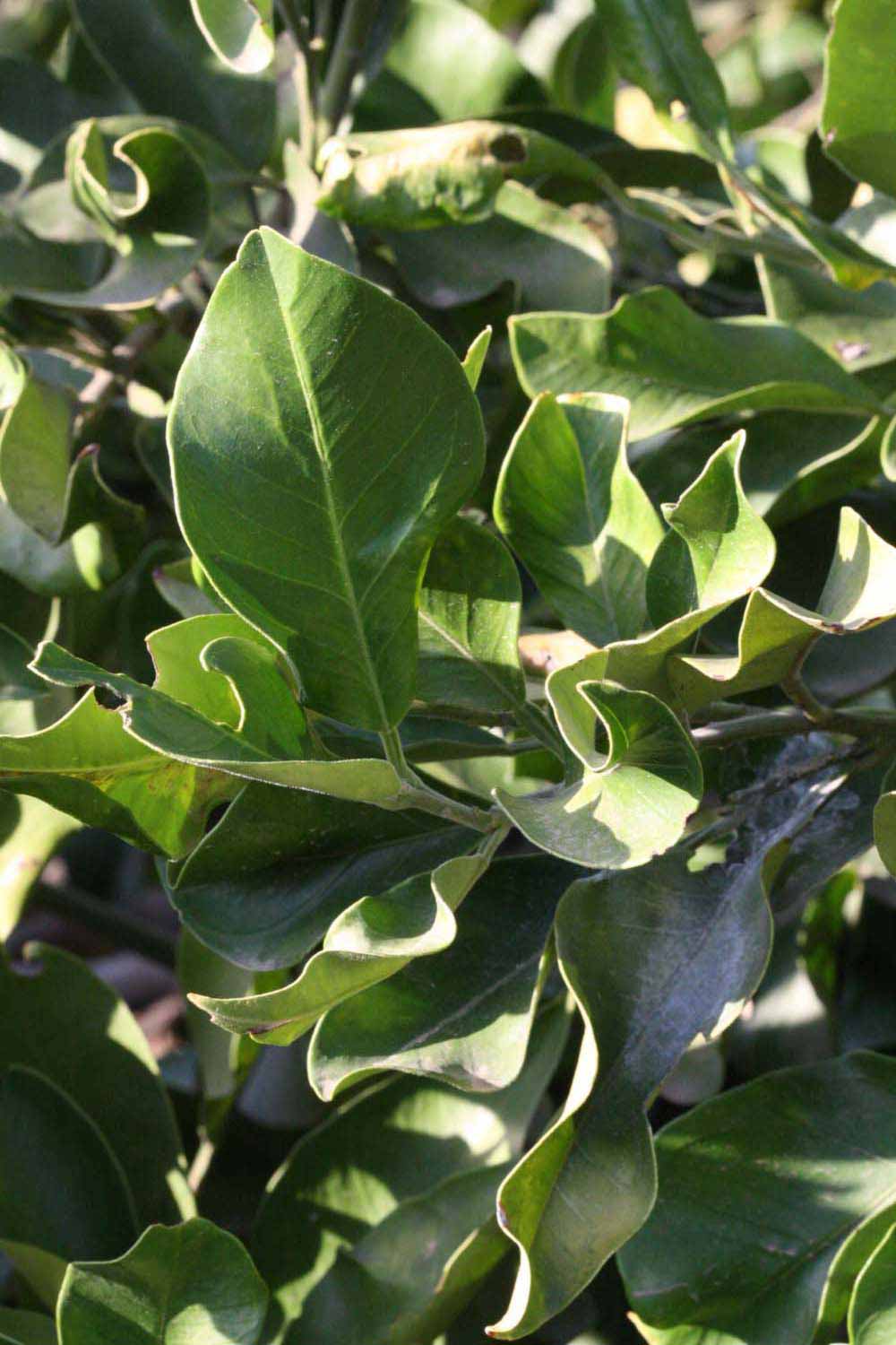 Siamese Sweet | Citrus ID