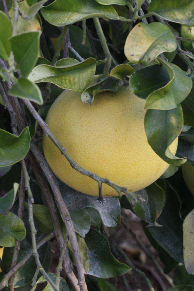 Siamese Sweet | Citrus ID