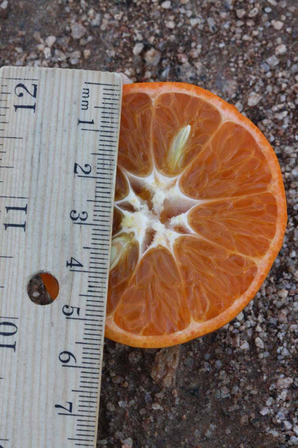 Tango | Citrus ID