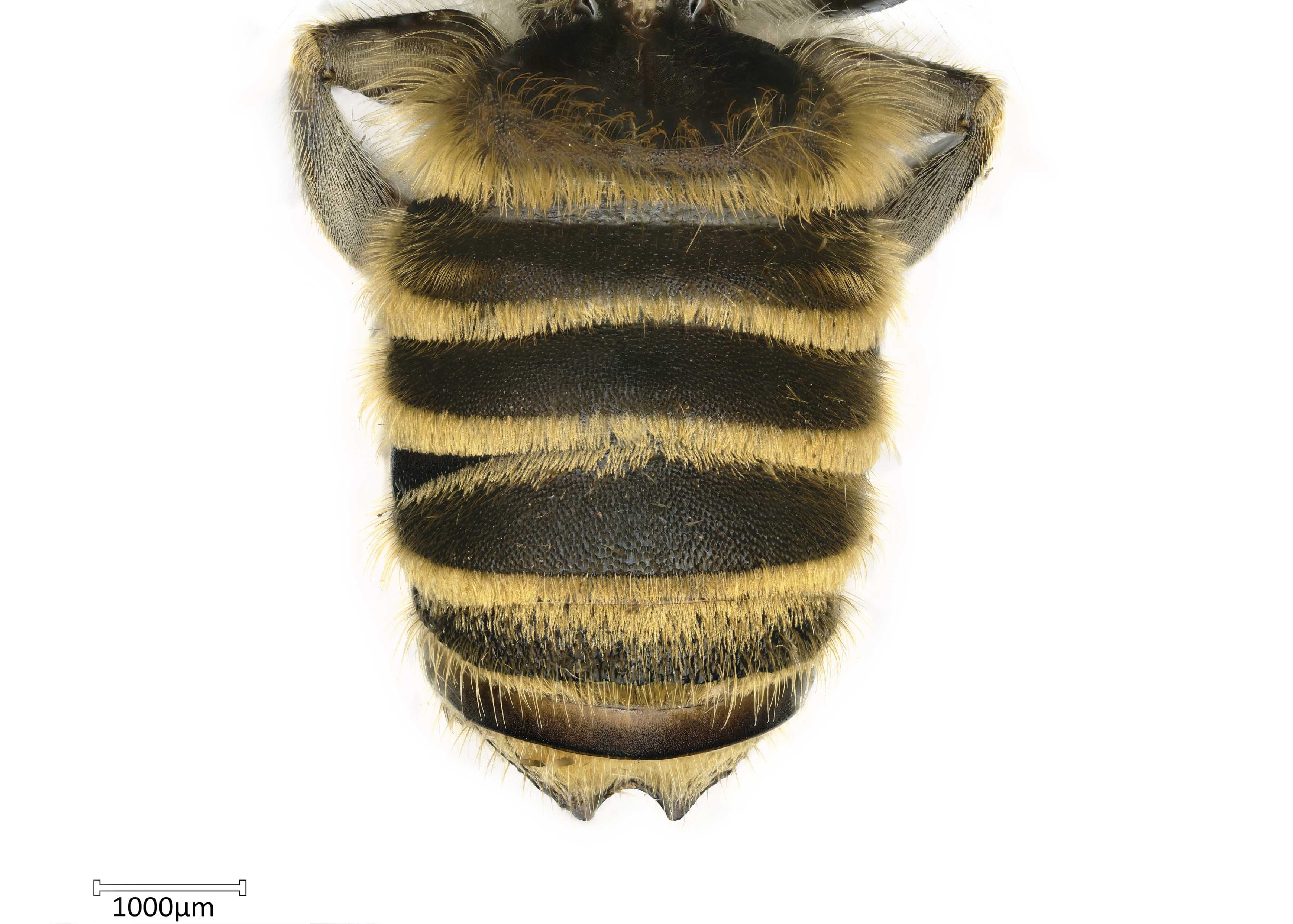 Megachile #40; Acentron #41; | Exotic Bee ID