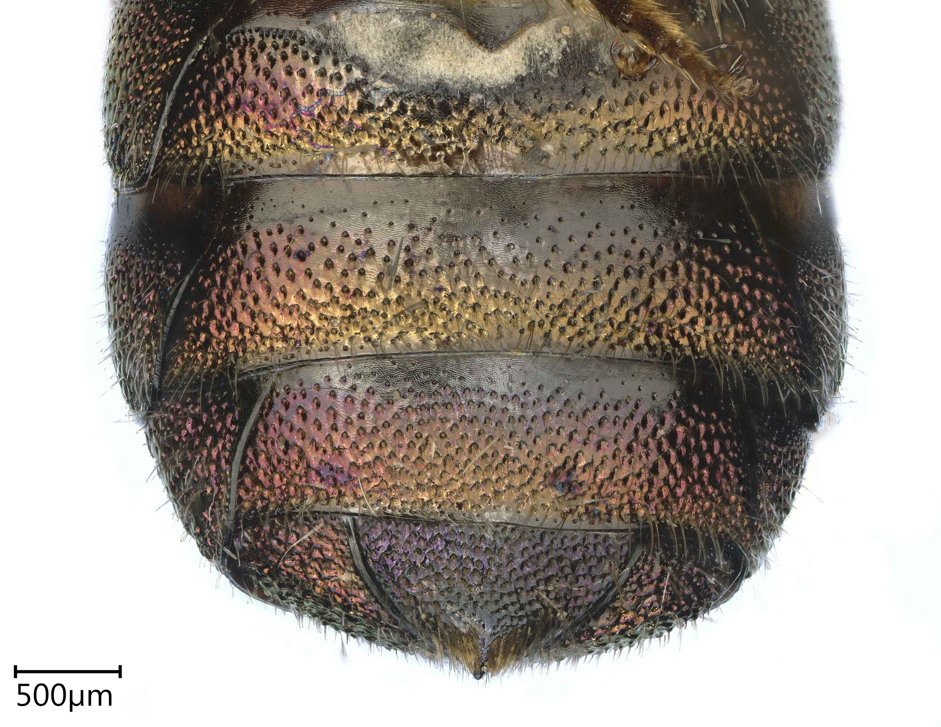 Ceratina (Calloceratina) | Exotic Bee ID